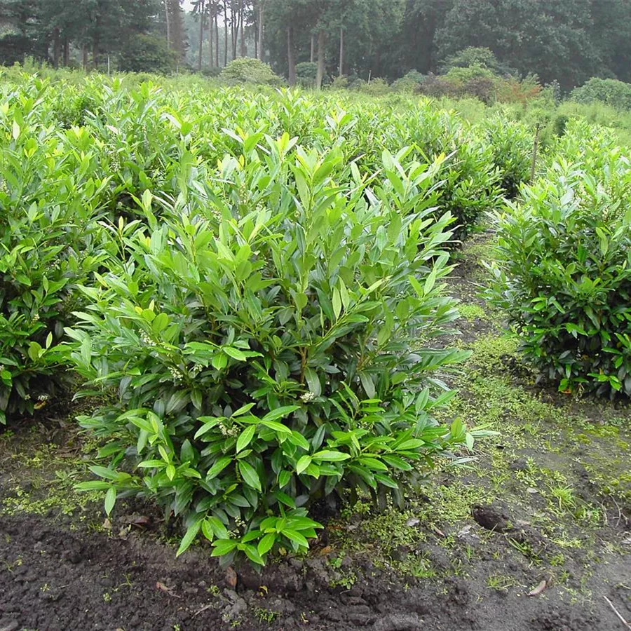 Prunus lauroc.'Herbergii', Aufrechte Lorbeerkirsche 'Herbergii ...