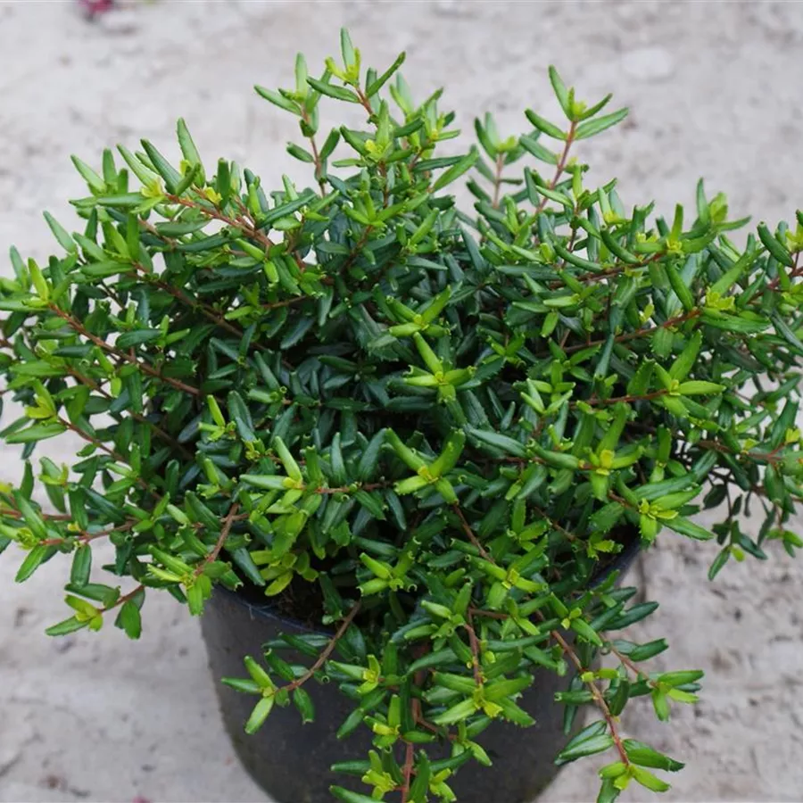 Pachistima canbyi, Synonym - Baumschule Böhlje