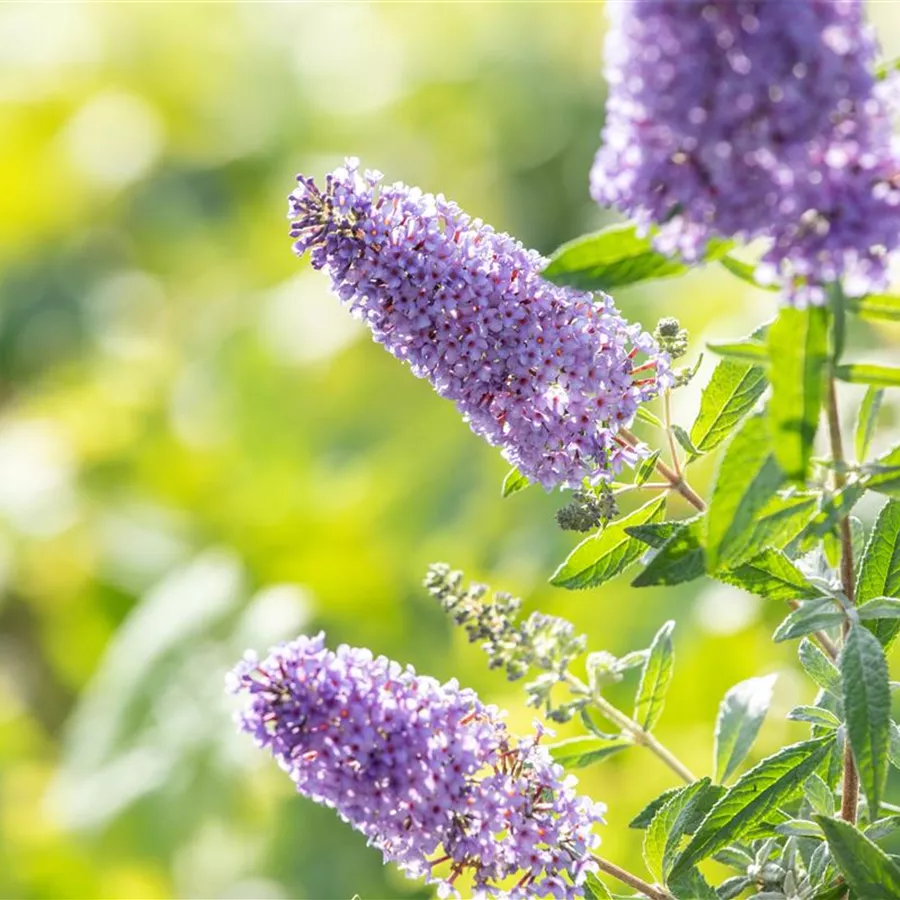 Buddleja davidii 'Buzz Violet' -R-, Sommerflieder 'Buzz Violet' -R ...