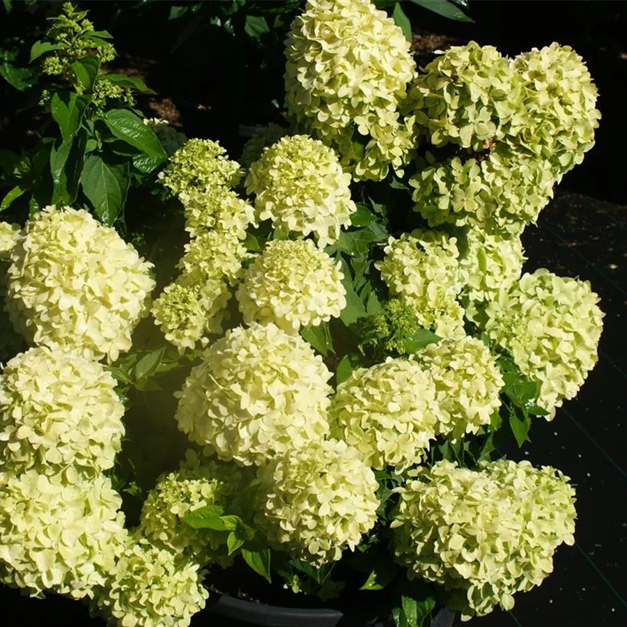 Hydrangea panic. 'Little Spooky' -R-, Rispenhortensie 'Little Spooky ...