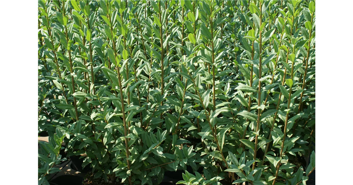 Ligustrum vulgare 'Pyramidale' - Baumschule Böhlje
