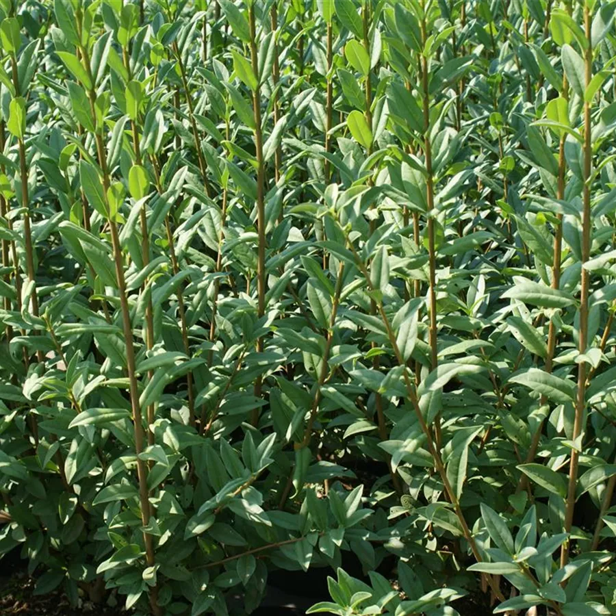 Ligustrum vulgare 'Pyramidale' - Baumschule Böhlje