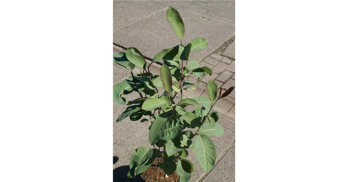 Salix magnifica, Pracht-Weide - Baumschule Böhlje