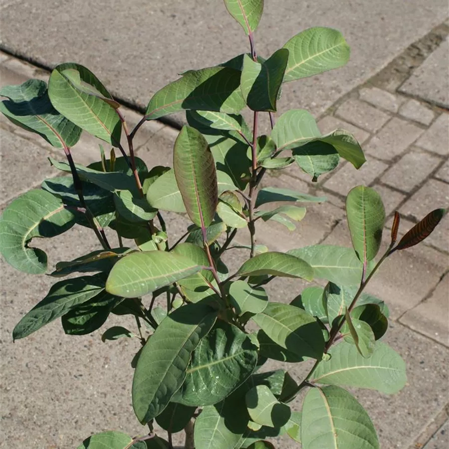 Salix magnifica, Pracht-Weide - Baumschule Böhlje