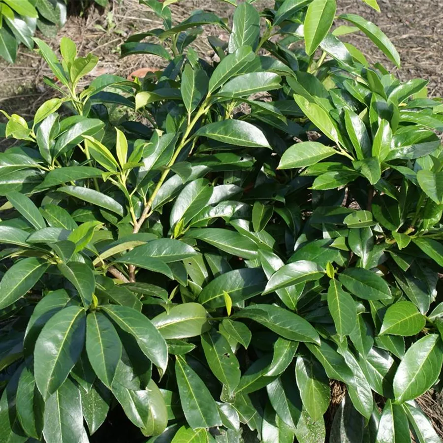 Prunus lauroc.'Polster', Lorbeer-Kirsche - Baumschule Böhlje