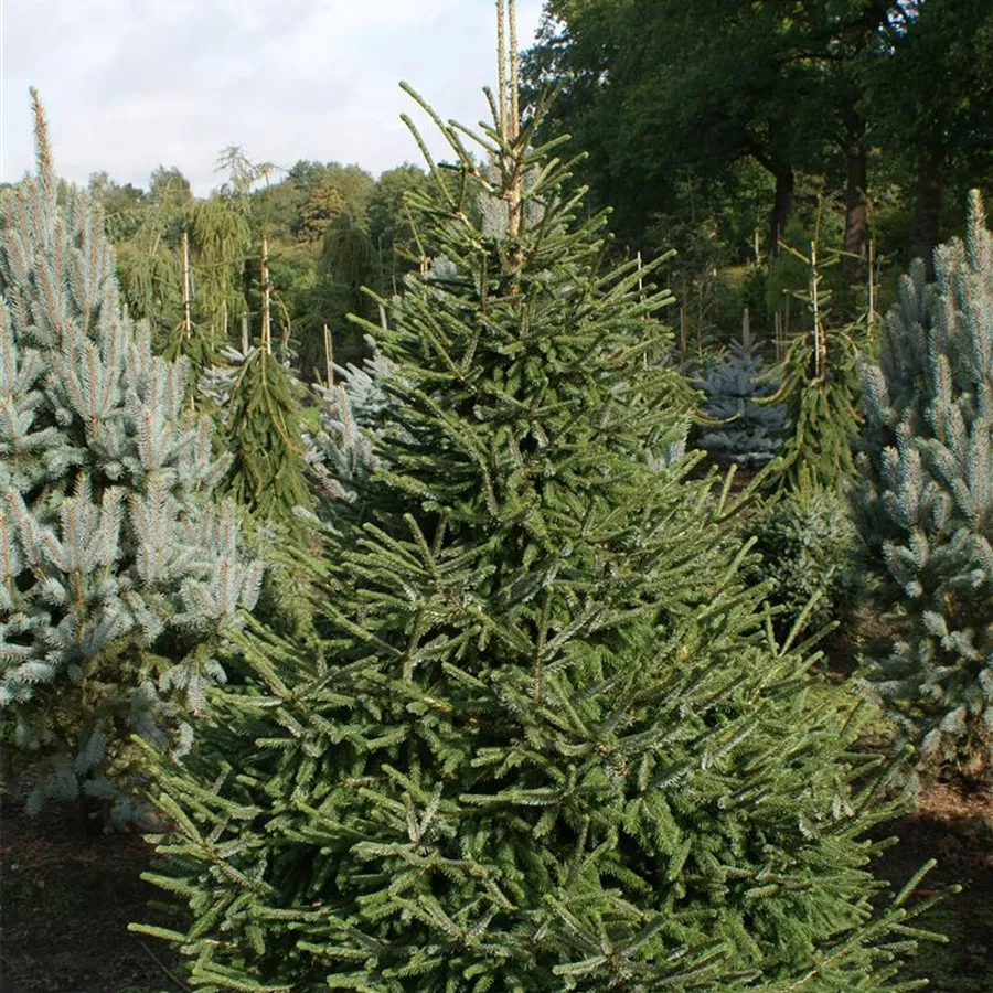 Picea purpurea, Chin.Fichte 'Purpurea' - Baumschule Böhlje