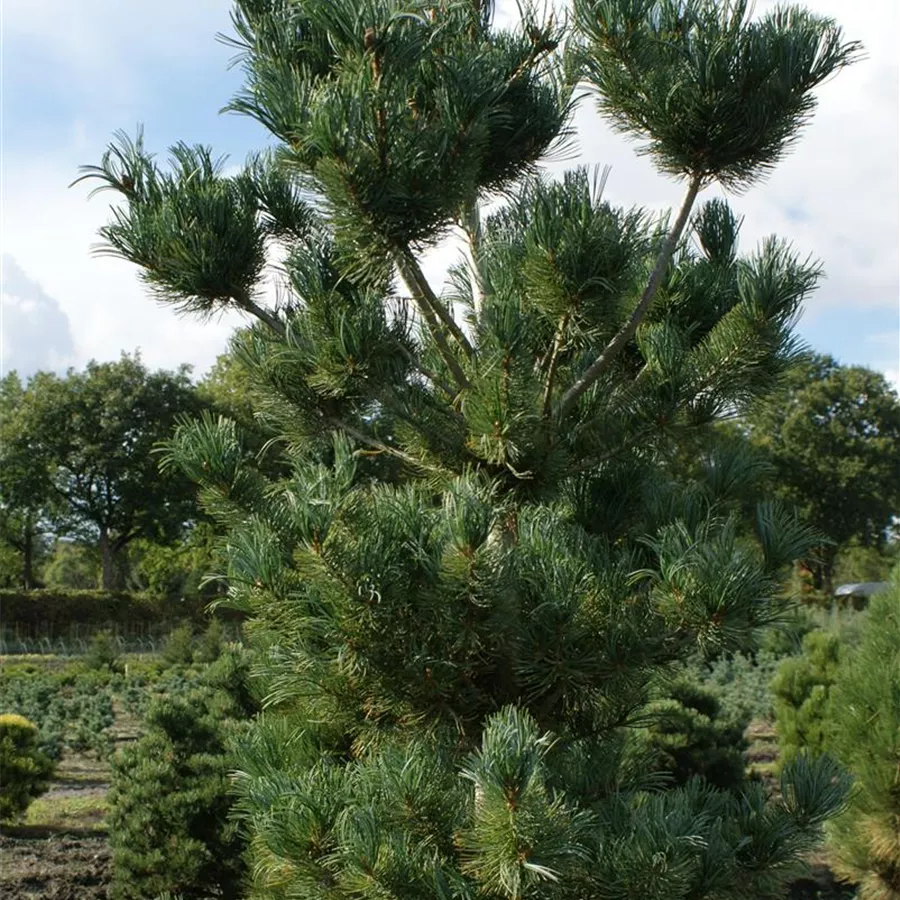 Pinus parviflora 'Tempelhof', Mädchenkiefer 'Tempelhof' - Baumschule Böhlje