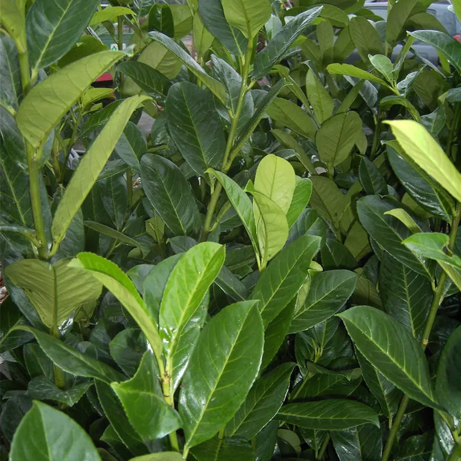 Prunus lauroc.'Rotundifolia', Lorbeerkirsche 'Rotundifolia ...