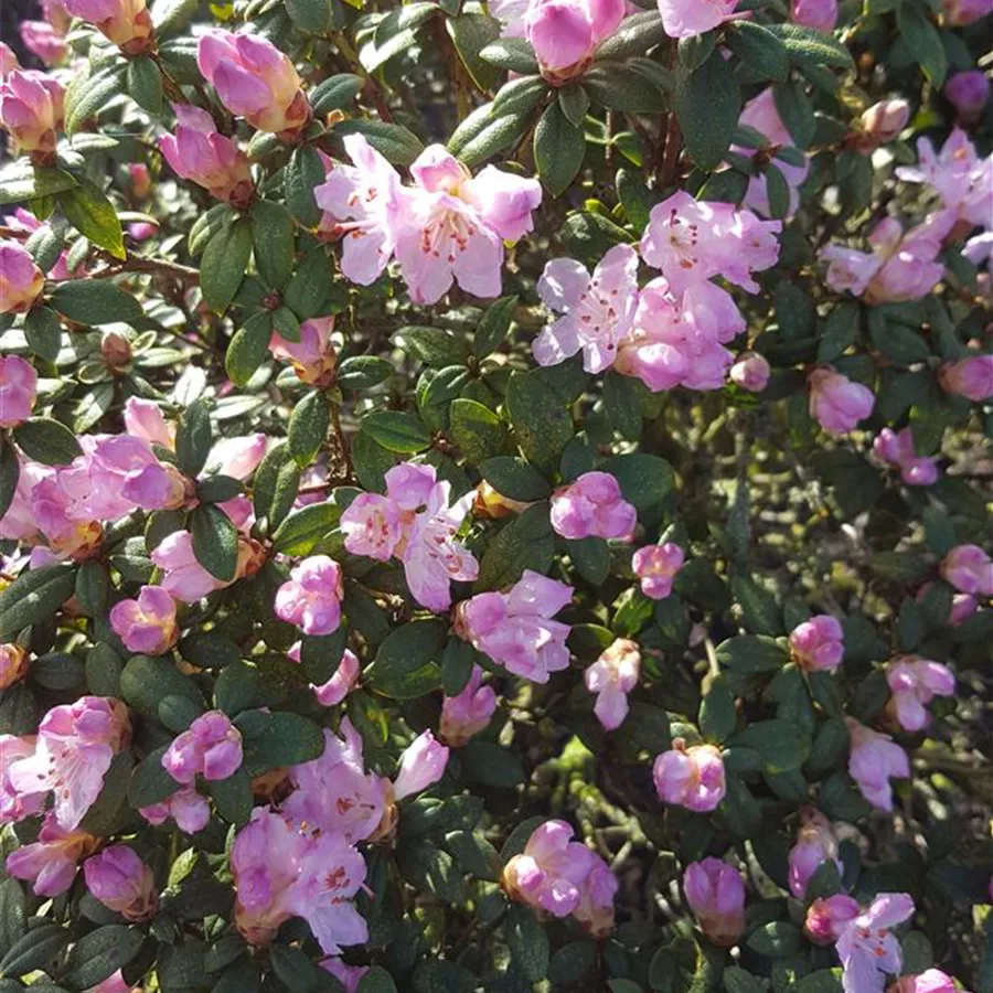 Rhododendron moupinense 'February Dawn' - Baumschule Böhlje
