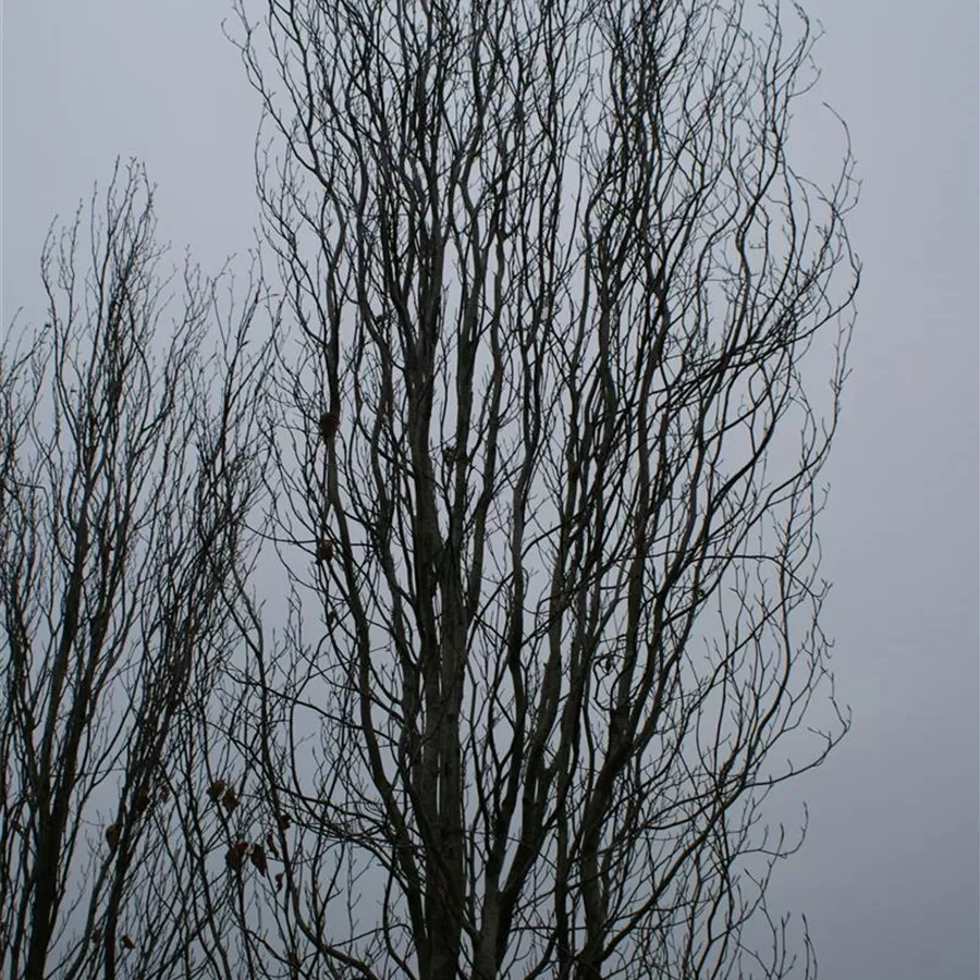Fagus sylvatica 'Rohan Obelisk', Rotbuche 'Rohan Obelisk' - Baumschule ...