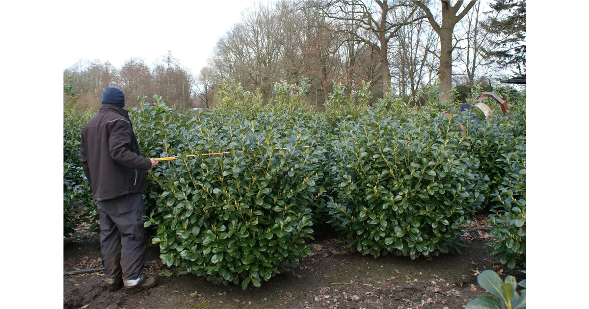 Prunus lauroc.'Etna' -R-, Lorbeerkirsche 'Etna' -R- Premiumgehölz ...
