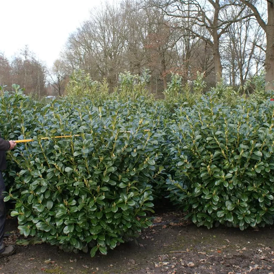 Prunus lauroc.'Etna' -R-, Lorbeerkirsche 'Etna' -R- Premiumgehölz ...