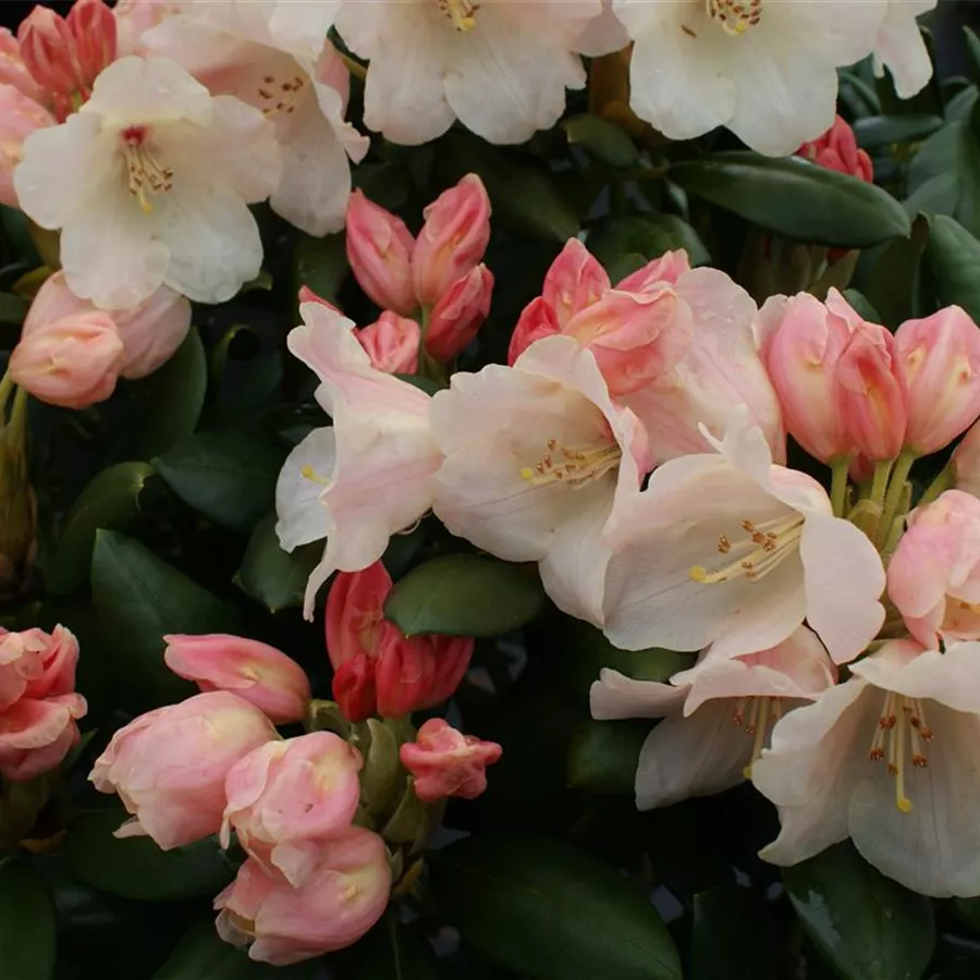 Rhododendron yak.'Katharina' - Baumschule Böhlje
