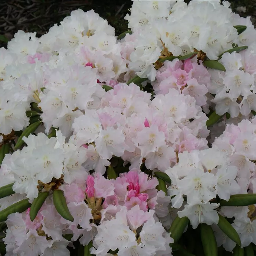 Rhododendron yak.'Yakunowii', Yaku-Rhododendron 'Yakunowii ...
