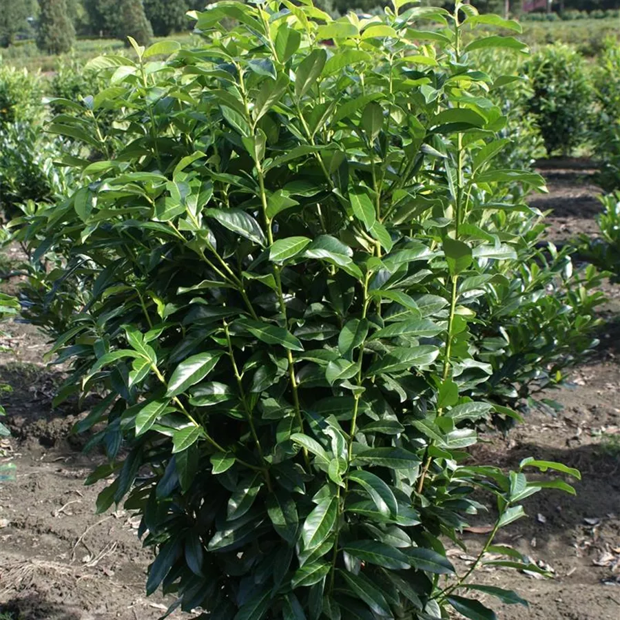Prunus lauroc.'Genolia' -R-, Lorbeerkirsche 'Genolia' -R- - Baumschule ...