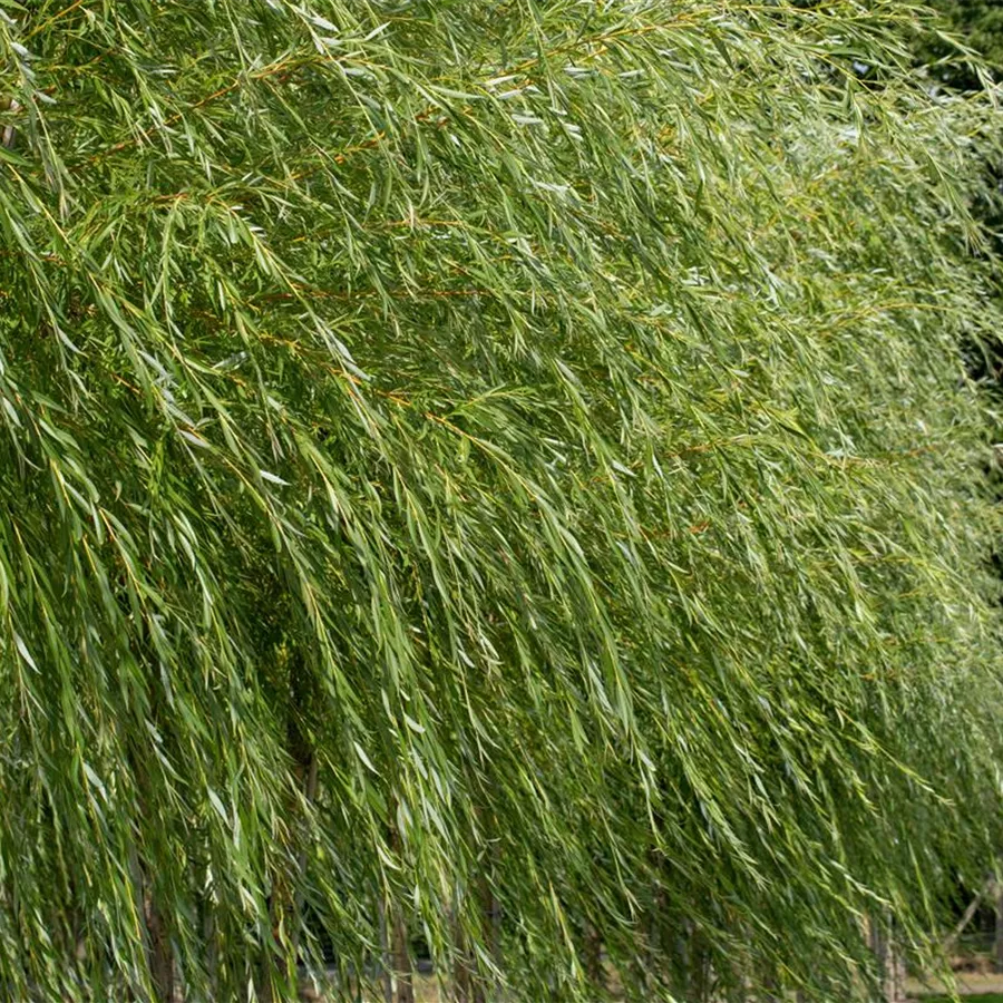 Salix viminalis, Korbweide - Baumschule Böhlje