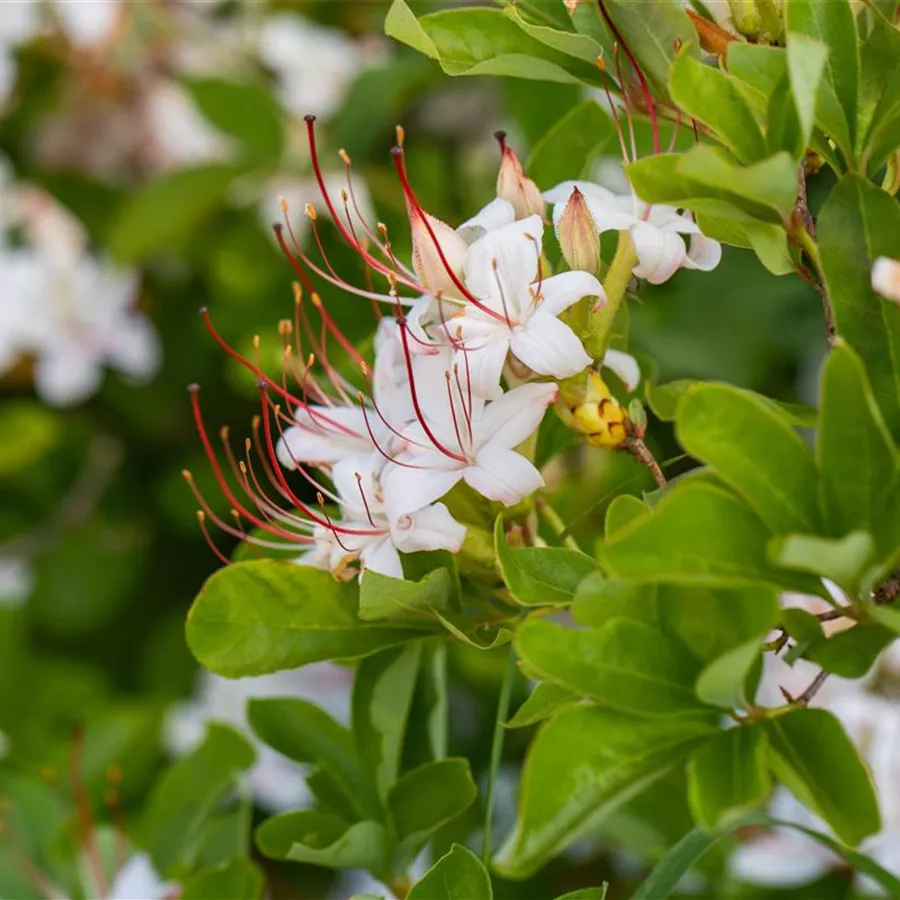 Rhododendron occidentale, Westliche Azalee - Baumschule Böhlje