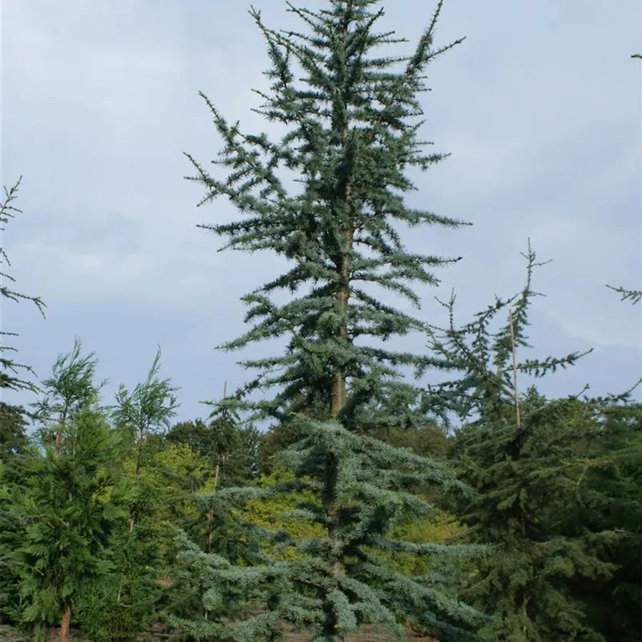 Cedrus atlantica 'Fastigiata Glauca' - Baumschule Böhlje