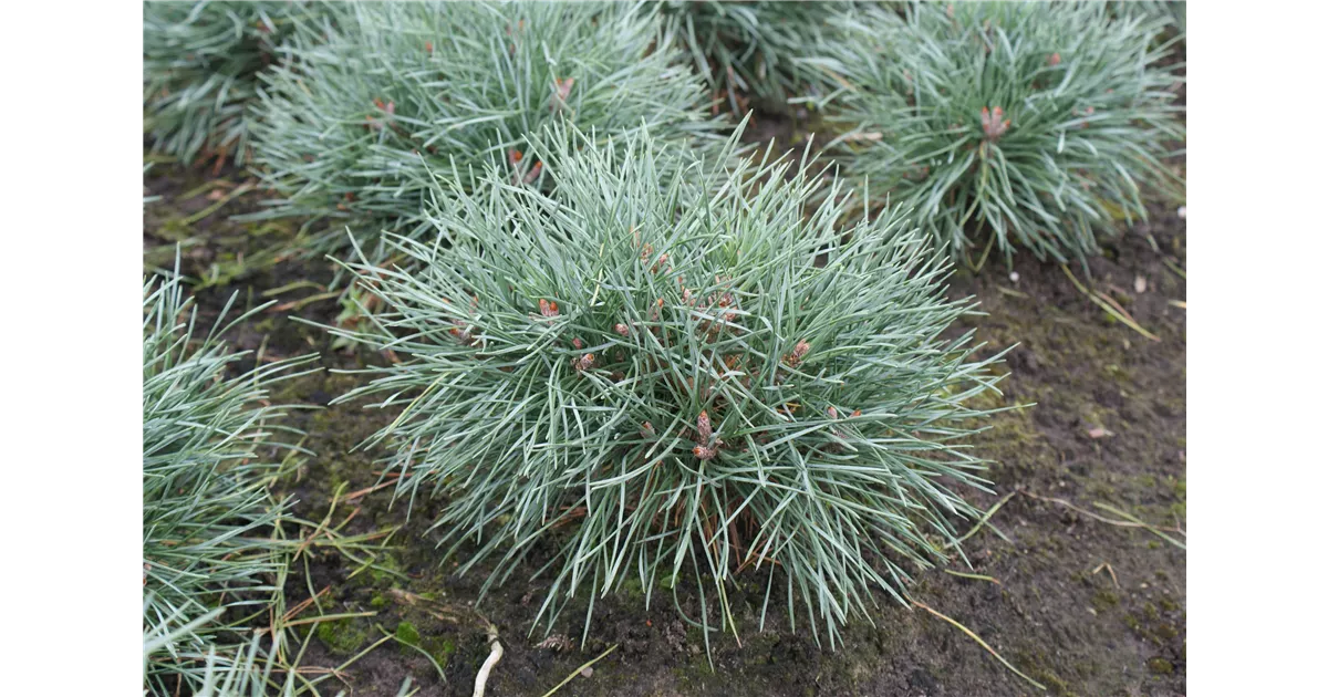 Pinus sylvestris 'Chantry Blue', Kiefer - Baumschule Böhlje