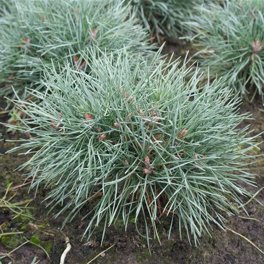 Pinus sylvestris 'Chantry Blue', Kiefer - Baumschule Böhlje
