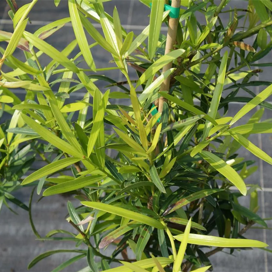 Podocarpus elatus, Steineibe - Baumschule Böhlje