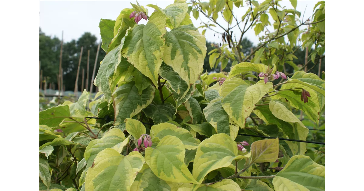 Clerodendrum trichotomum 'Variegatum', Japanischer Losbaum - Baumschule ...