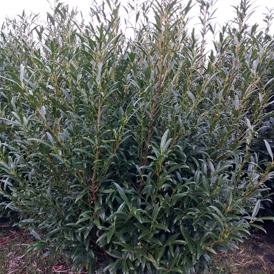 Prunus lauroc.'Miky', Lorbeerkirsche 'Miky' - Baumschule Böhlje