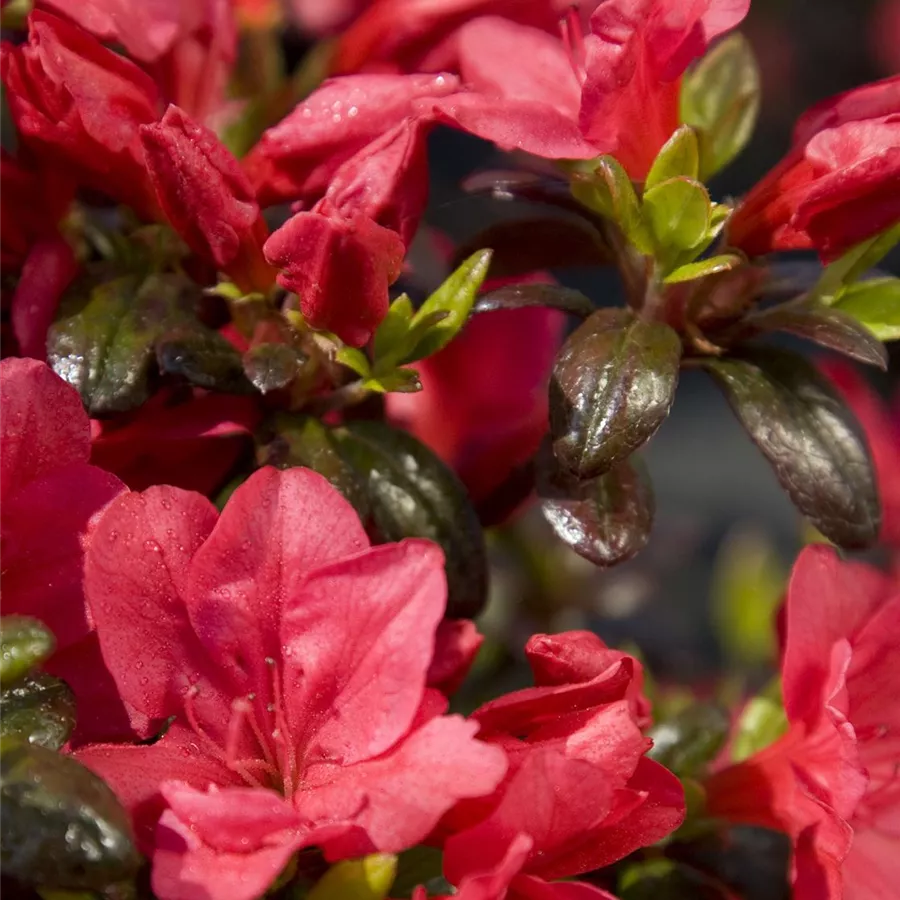 Rhododendron obt.'Hachmann's Maruschka' -R- III, Japanische Azalee ...