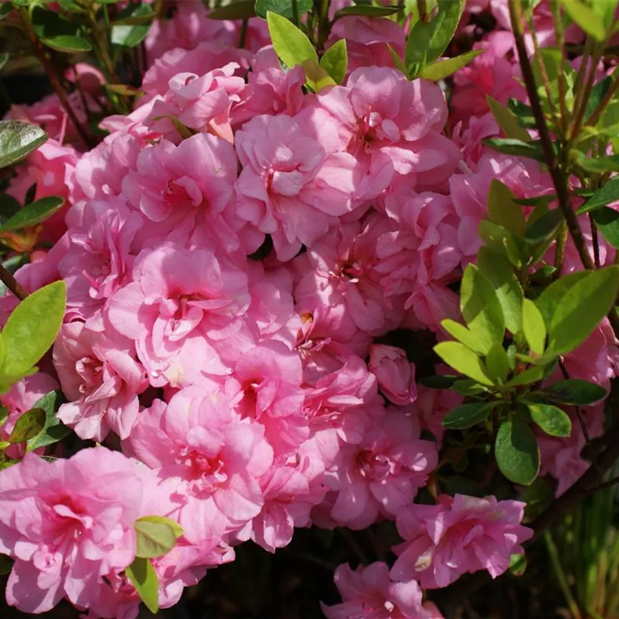 Rhododendron obt.'Rosebud' III, Japanische Azalee 'Rosebud ...