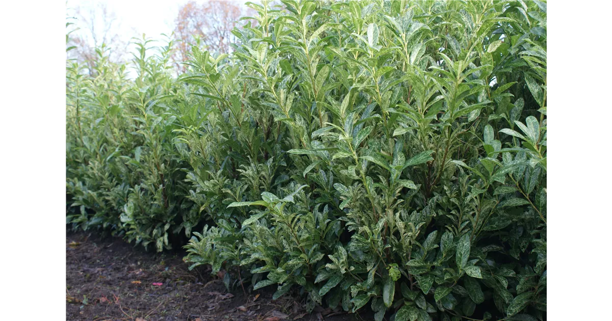 Prunus lauroc.'Marbled White', Lorbeerkirsche 'Marbled White ...
