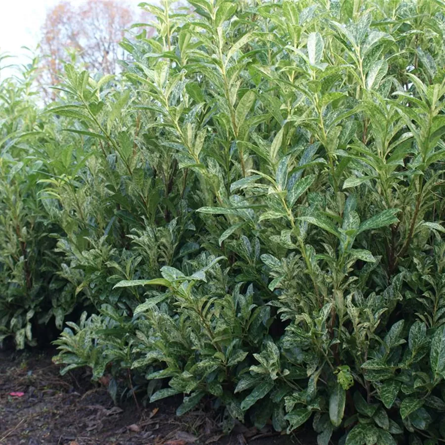 Prunus lauroc.'Marbled White', Lorbeerkirsche 'Marbled White ...