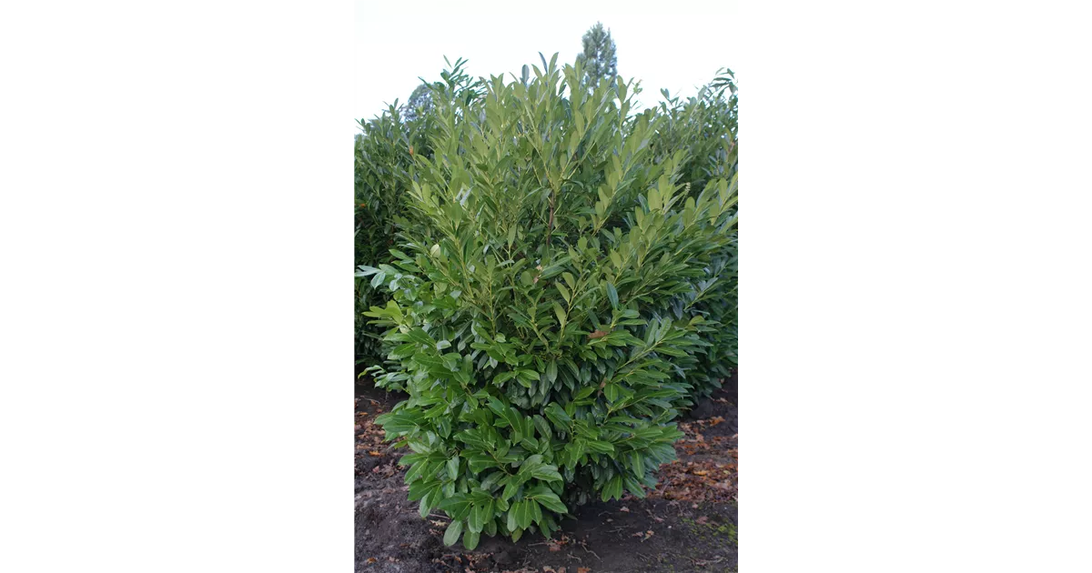 Prunus lauroc.'Caucasica', Kaukasische Lorbeerkirsche - Baumschule Böhlje
