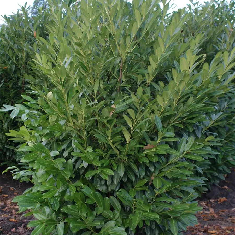 Prunus lauroc.'Caucasica', Kaukasische Lorbeerkirsche - Baumschule Böhlje