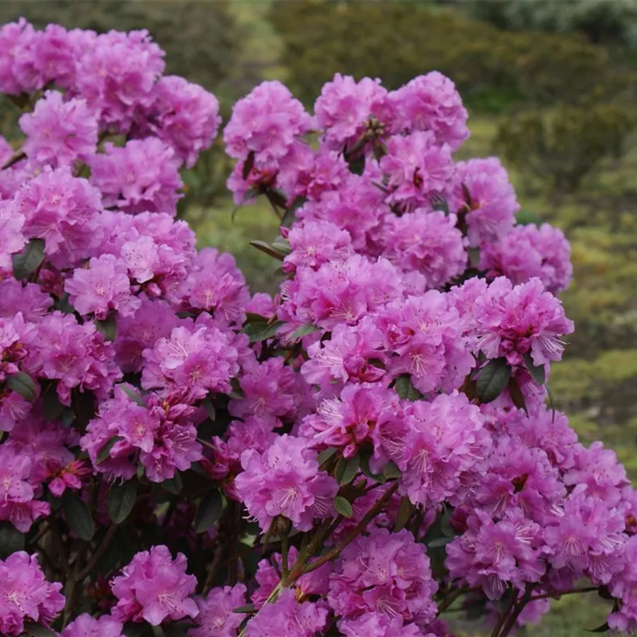 Rhododendron carolin.'P.J.M.Regal' - Baumschule Böhlje