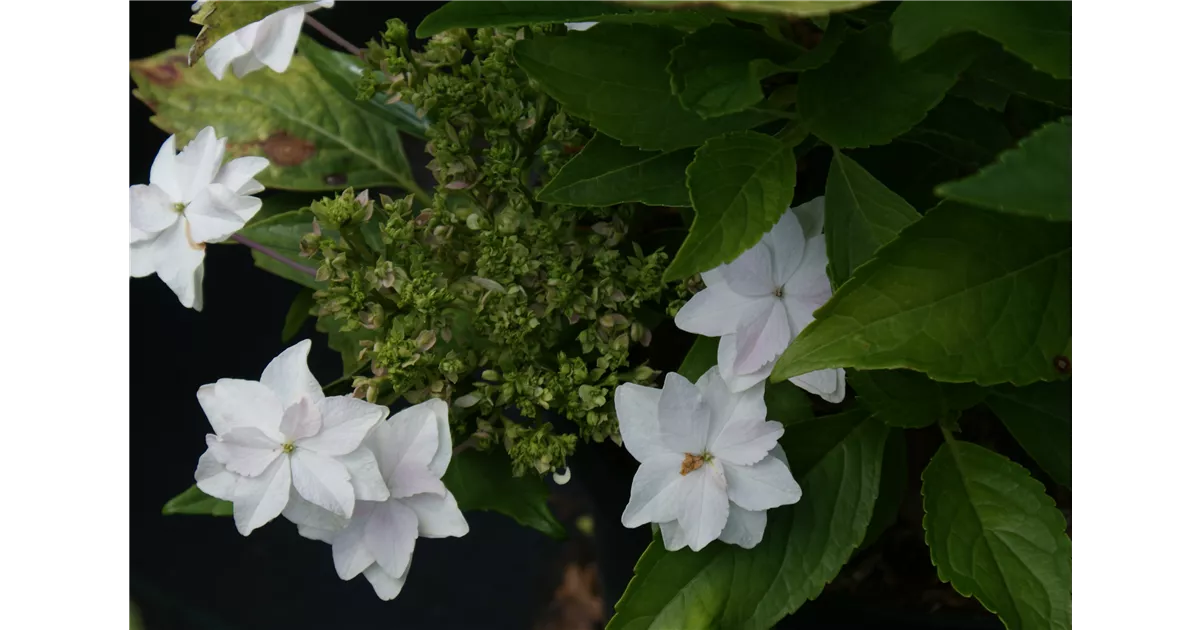 Hydrangea m. 'Hanabi', Bauernhortensie 'Hanabi' - Baumschule Böhlje