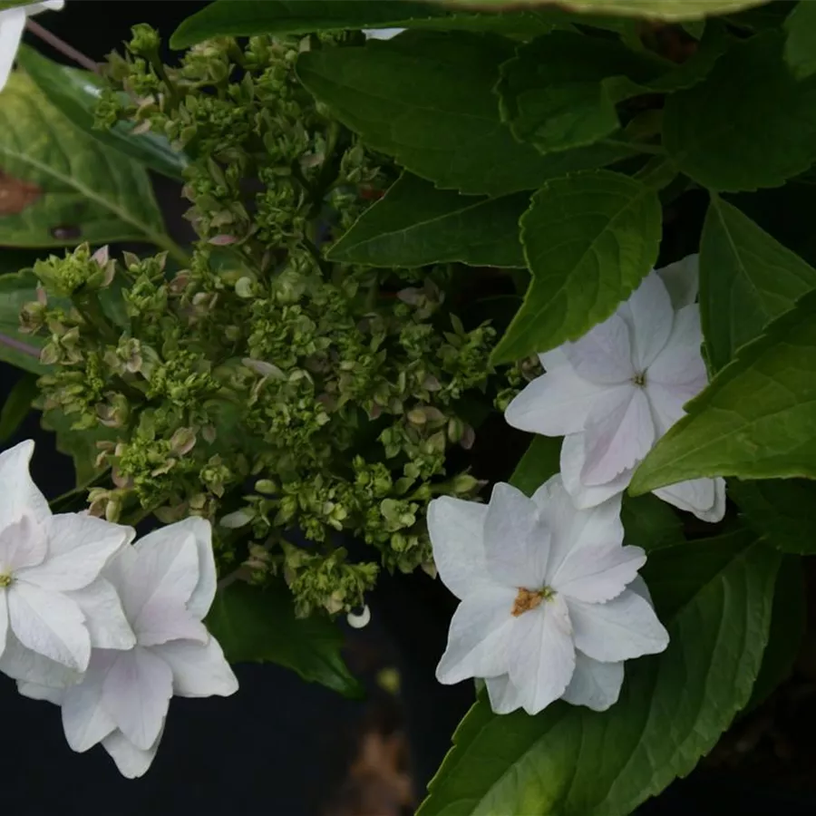 Hydrangea m. 'Hanabi', Bauernhortensie 'Hanabi' - Baumschule Böhlje