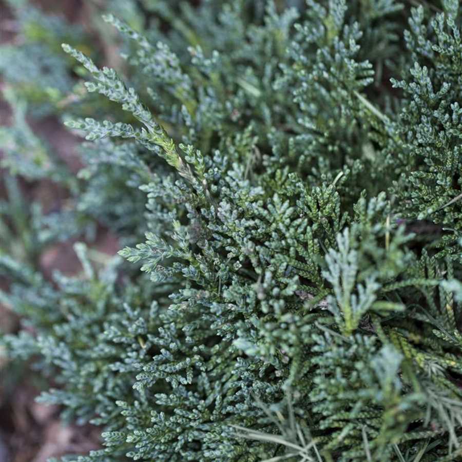 Juniperus horizontalis 'Icee Blue' -R- -S-, Teppichwacholder 'Icee Blue ...