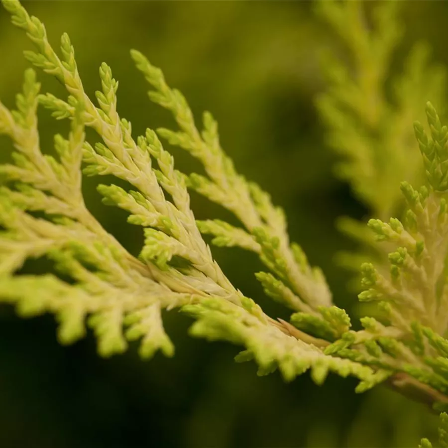 Cupressocyparis leyl.'Gold Rider', Leyland-Zypresse 'Gold Rider ...