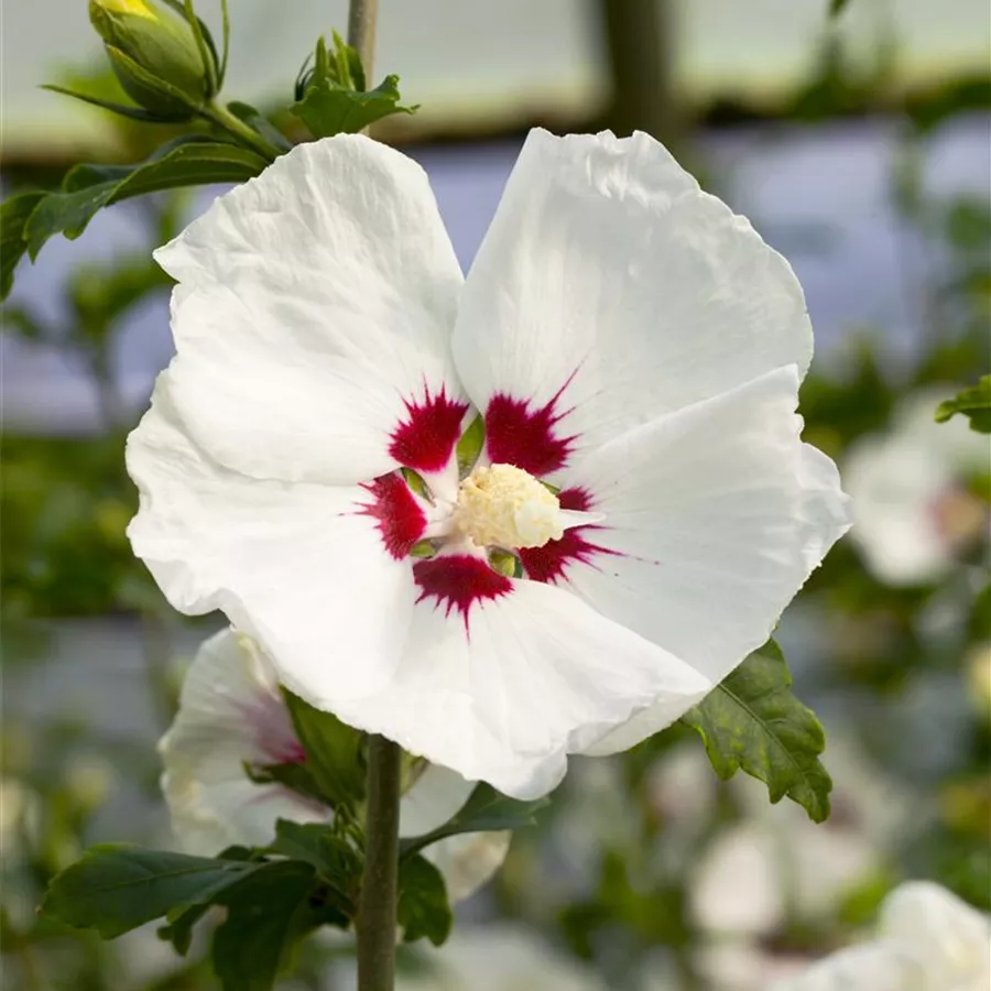Hibiscus Syriacus Red Heart Garteneibisch Red Heart Baumschule