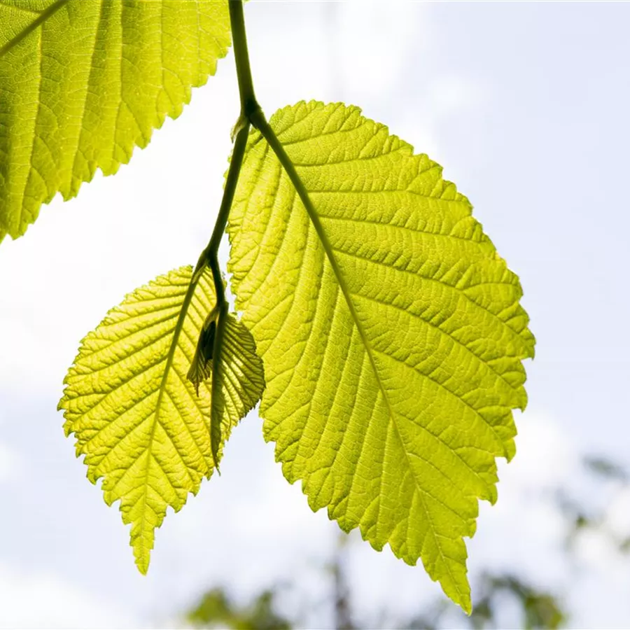 Carpinus betulus, Hainbuche,Weißbuche - Baumschule Böhlje