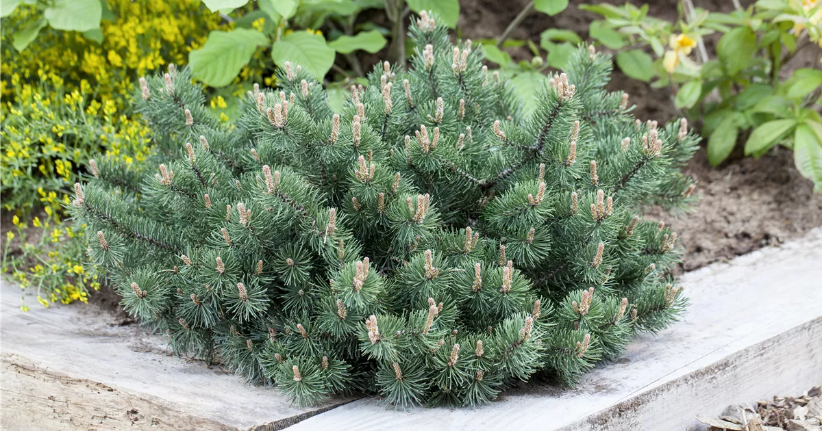 Pinus mugo 'Humpy', Berg-Kiefer 'Humpy' - Baumschule Böhlje