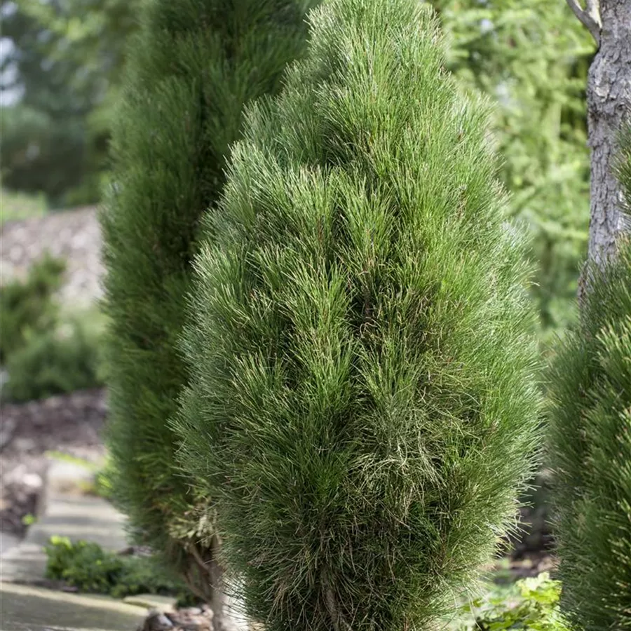 Pinus nigra 'Green Tower', Schwarzkiefer 'Green Tower' - Baumschule Böhlje