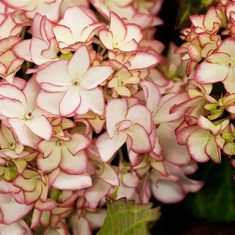 Hydrangea m. 'Mirai', Gartenhortensie - Baumschule Böhlje