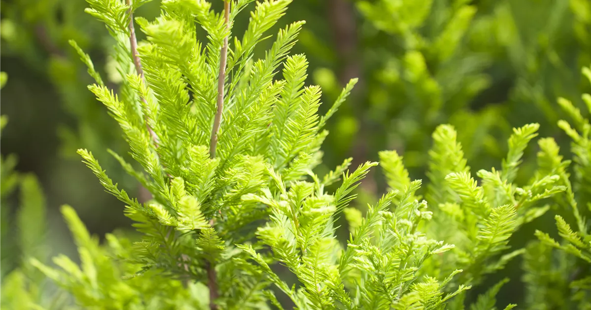 Taxodium distichum 'Peve Minaret', Sumpfzypresse 'Peve Minaret ...