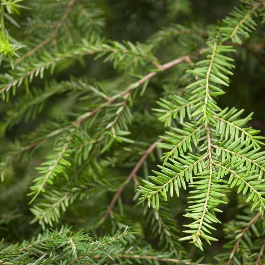 Tsuga canadensis, Kanadische Hemlocktanne - Baumschule Böhlje