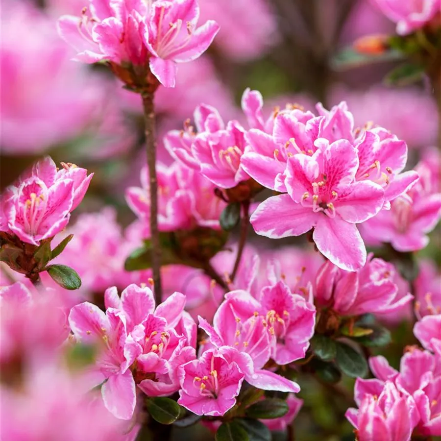 Rhododendron obt.'Pink Poetry' -R-, Japanische Azalee 'Pink Poetry' -R ...