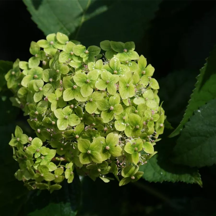 Hydrangea arborescens 'Lime Rickey' -R-, Strauchhortensie 'Lime Rickey ...