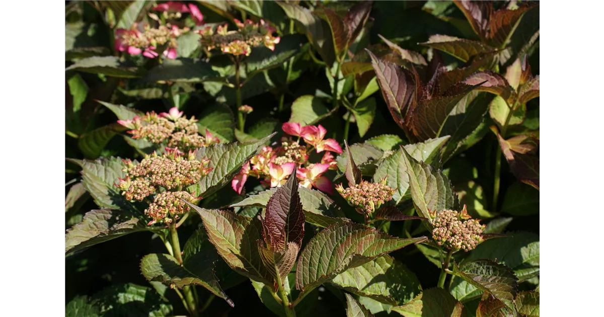 Hydrangea m. 'Selina', Gartenhortensie - Baumschule Böhlje