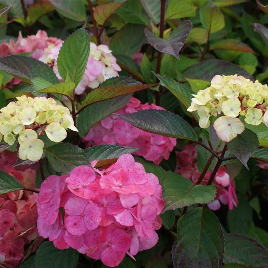Hydrangea serrata 'Preziosa', Kleinwüchs.Gartenhortensie 'Preziosa ...