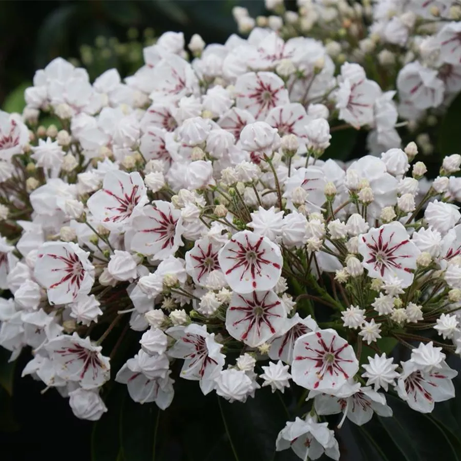Kalmia latifolia 'Peppermint', Berglorbeer 'Peppermint' - Baumschule Böhlje